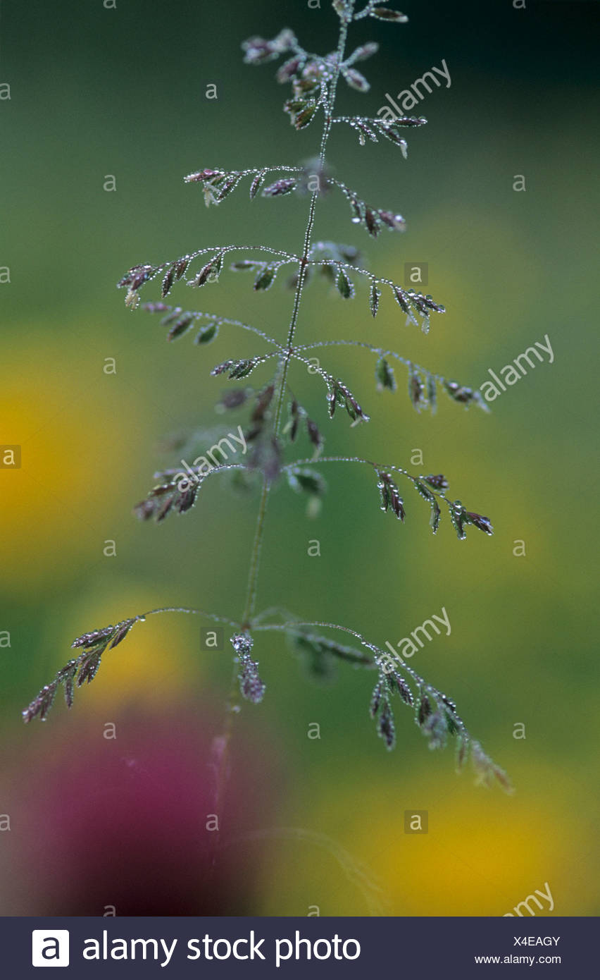 Common Bent Grass Stock Photos & Common Bent Grass Stock Images - Alamy