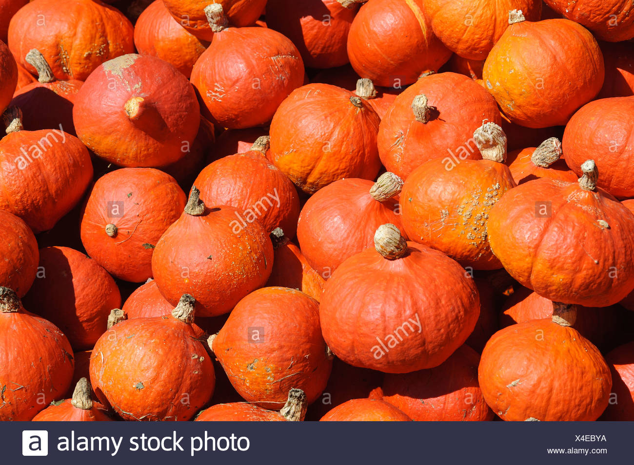 Cucurbita Maxima High Resolution Stock Photography and Images - Alamy