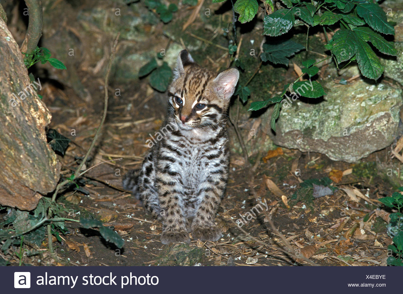 Ocelot Young High Resolution Stock Photography and Images - Alamy