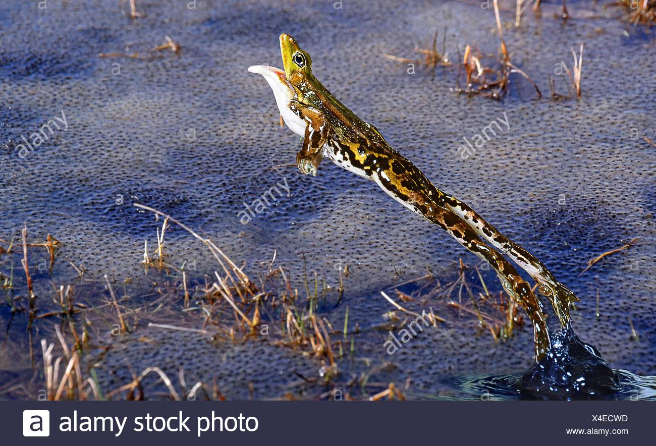 Frog Jumping Into Water High Resolution Stock Photography and Images ...