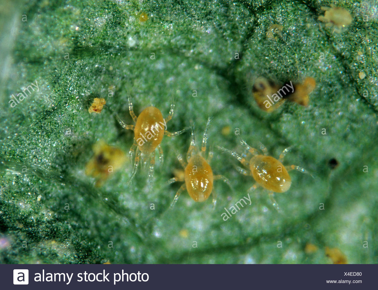 Phytoseilus High Resolution Stock Photography and Images - Alamy