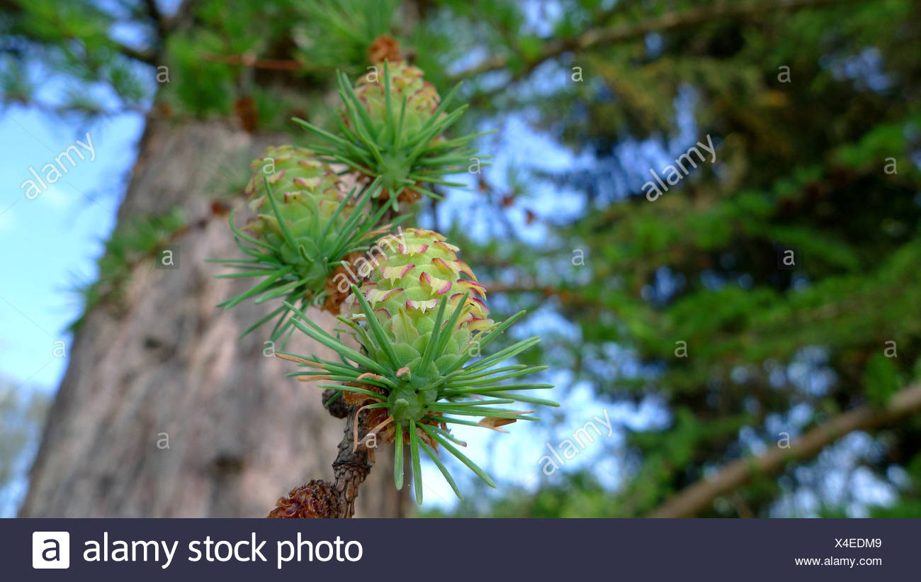 Japanese Larch Trees High Resolution Stock Photography and Images - Alamy