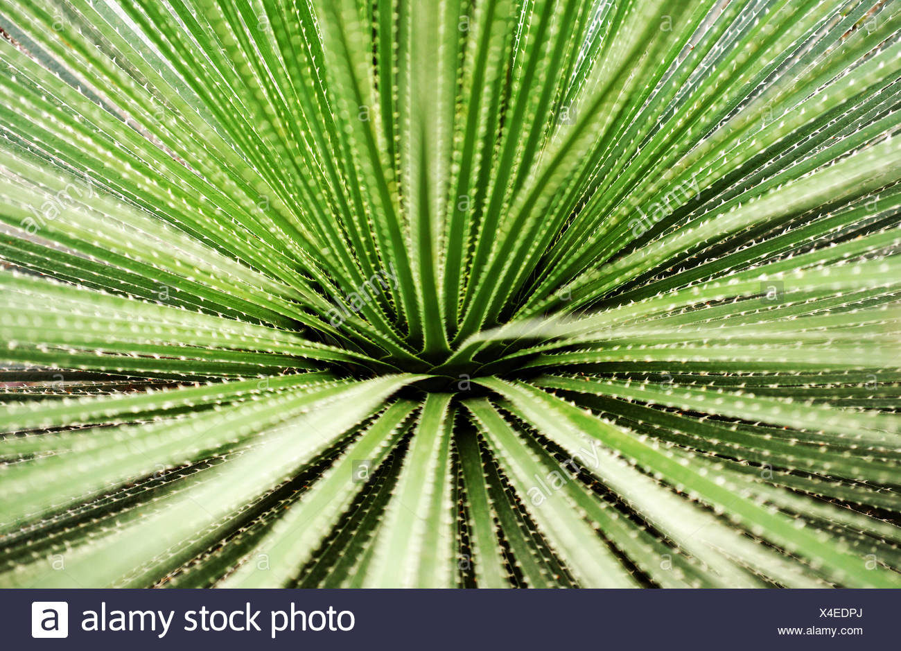 Palmenart Stock Photos & Palmenart Stock Images - Alamy