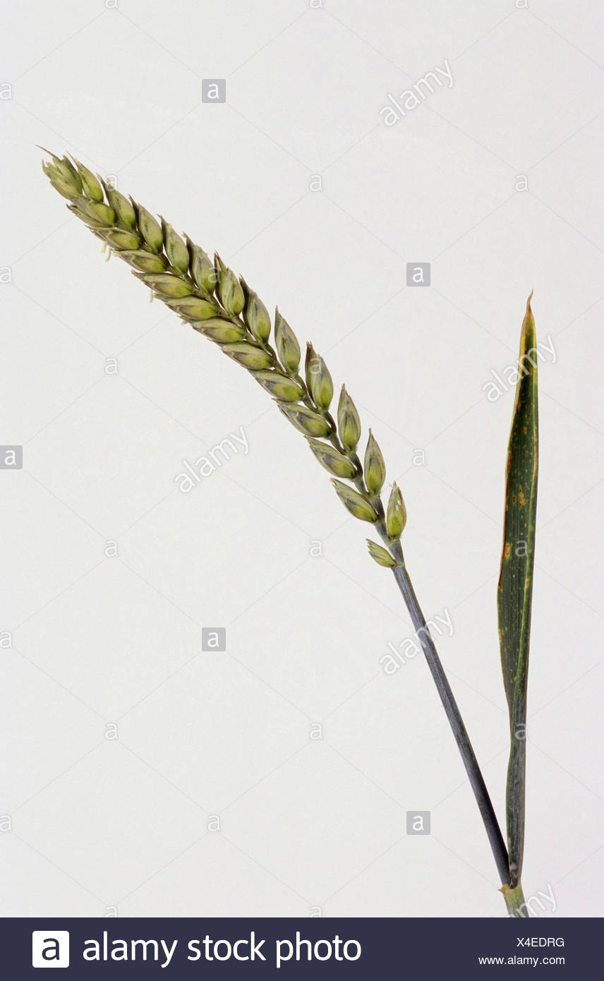 Common Wheat Triticum Aestivum High Resolution Stock Photography and ...
