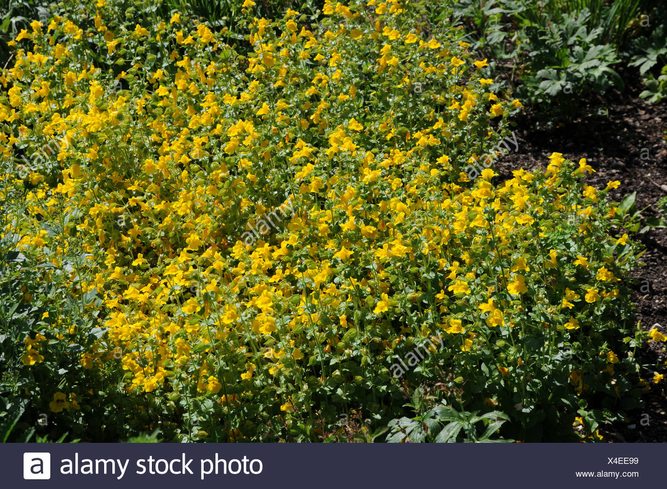 Mimulus Flowers High Resolution Stock Photography and Images - Alamy