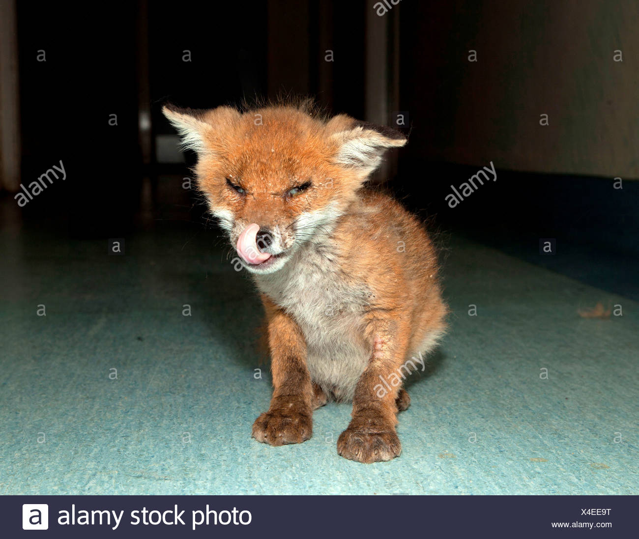 Mange Mite High Resolution Stock Photography and Images - Alamy
