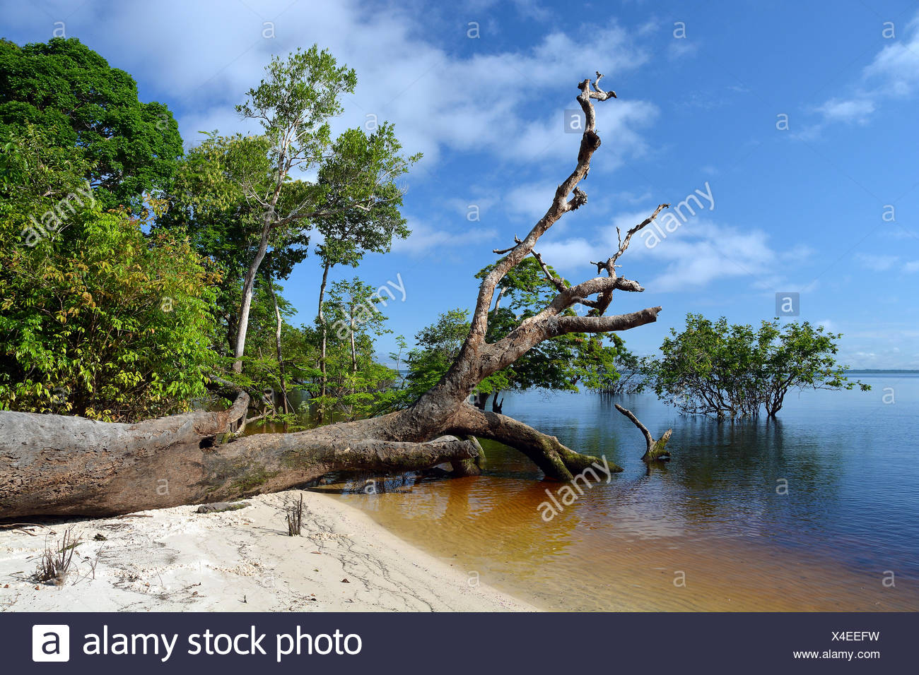 Amazon Rainforest Development High Resolution Stock Photography and ...