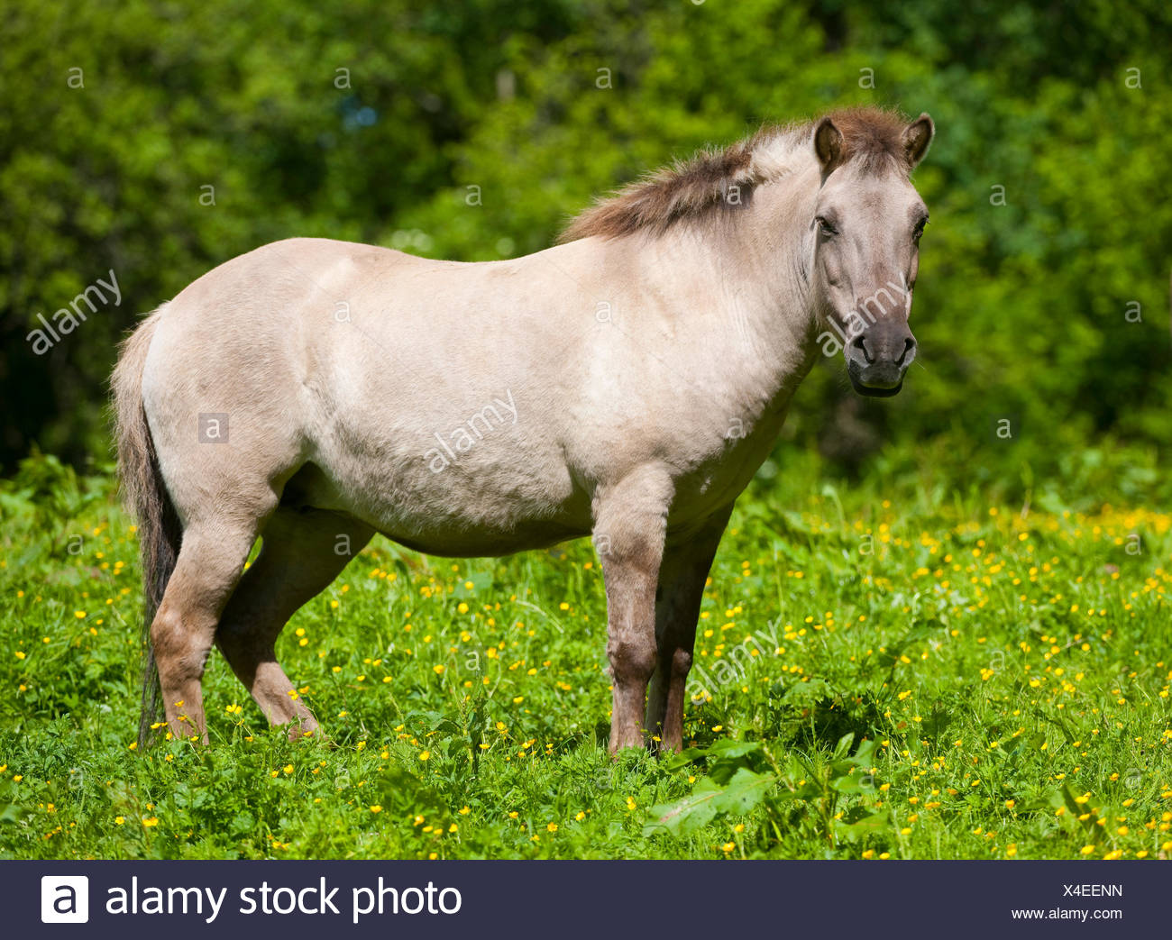 Tarpan Equus Ferus High Resolution Stock Photography and Images - Alamy