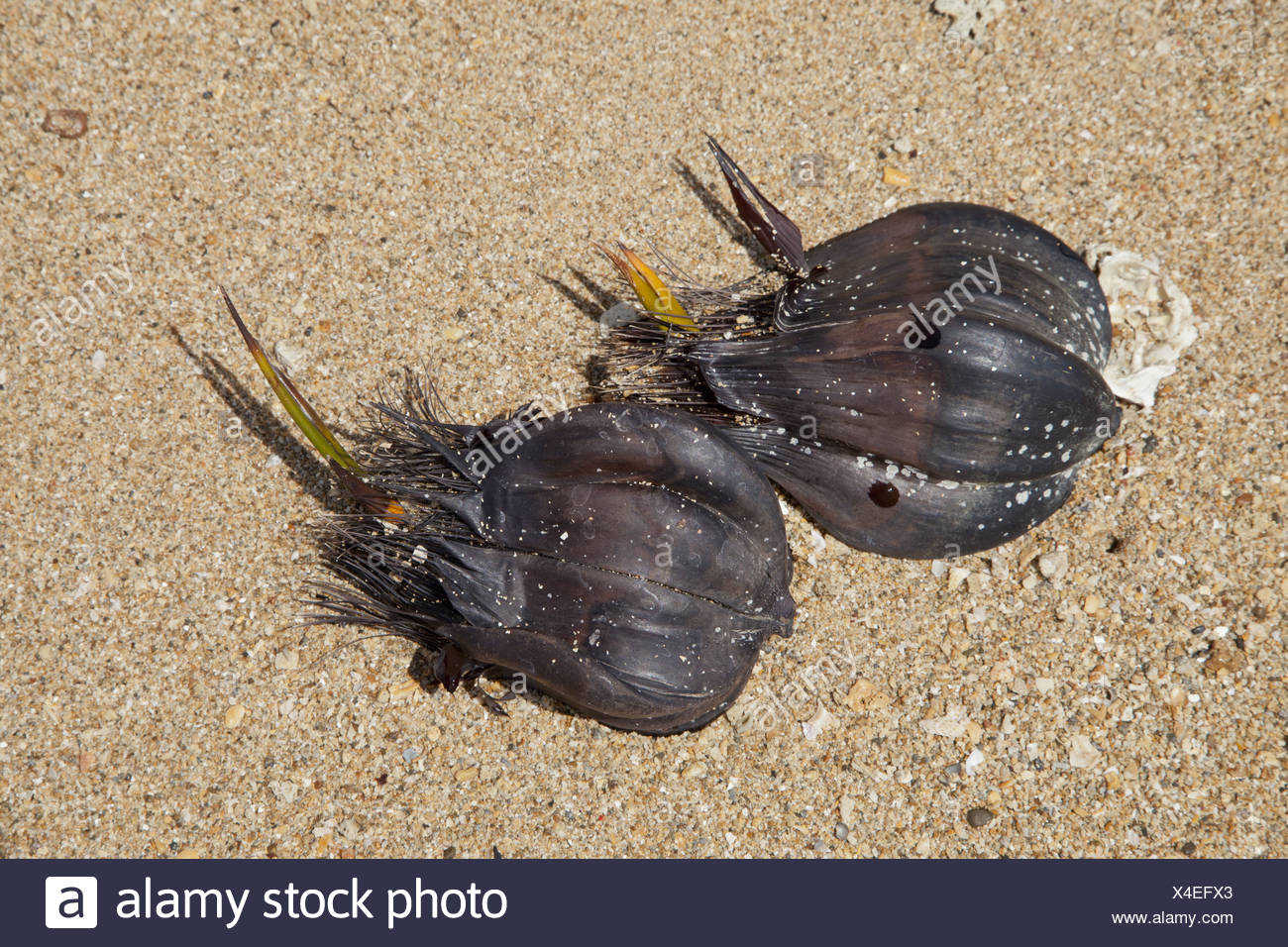 Nipa Palms High Resolution Stock Photography and Images - Alamy