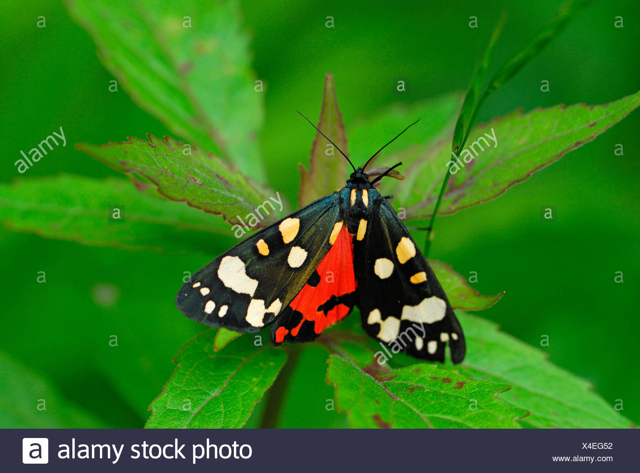 Panaxia Dominula High Resolution Stock Photography and Images - Alamy