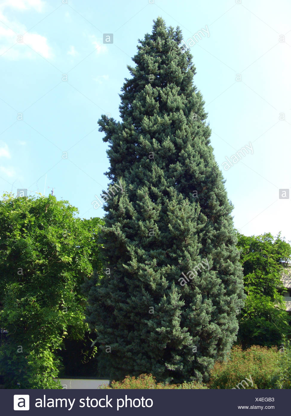 Arizona Cypress Cupressus Arizonica High Resolution Stock Photography ...
