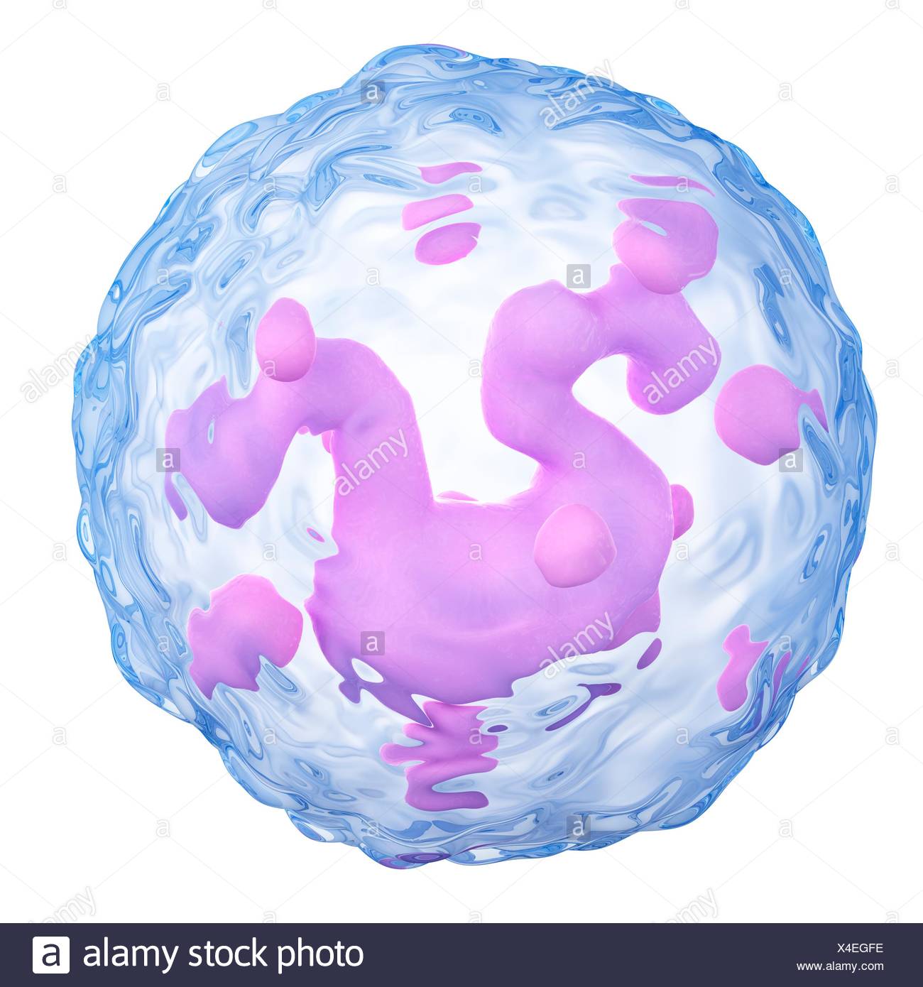 Basophil High Resolution Stock Photography and Images - Alamy