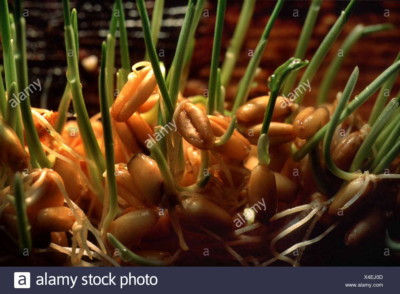 Germinating Wheat Seedlings High Resolution Stock Photography and ...