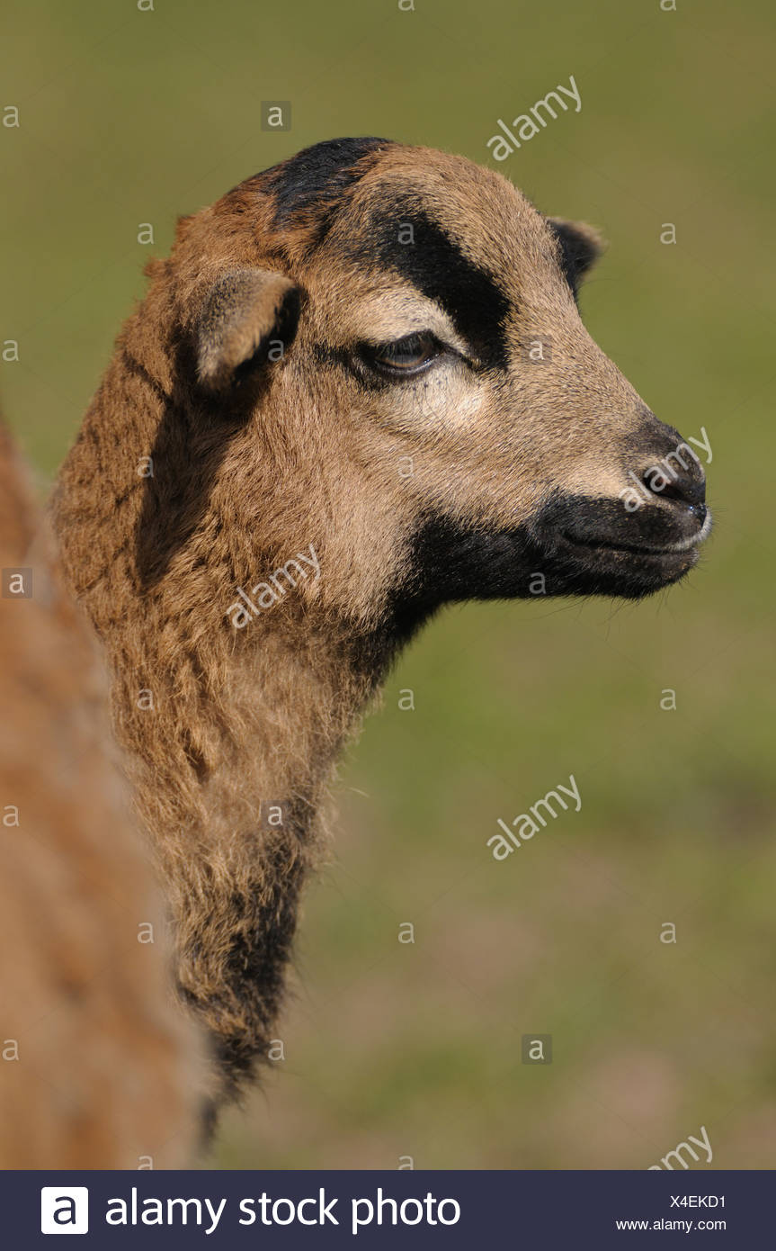 Sheep Head Profile Stock Photos & Sheep Head Profile Stock Images - Alamy