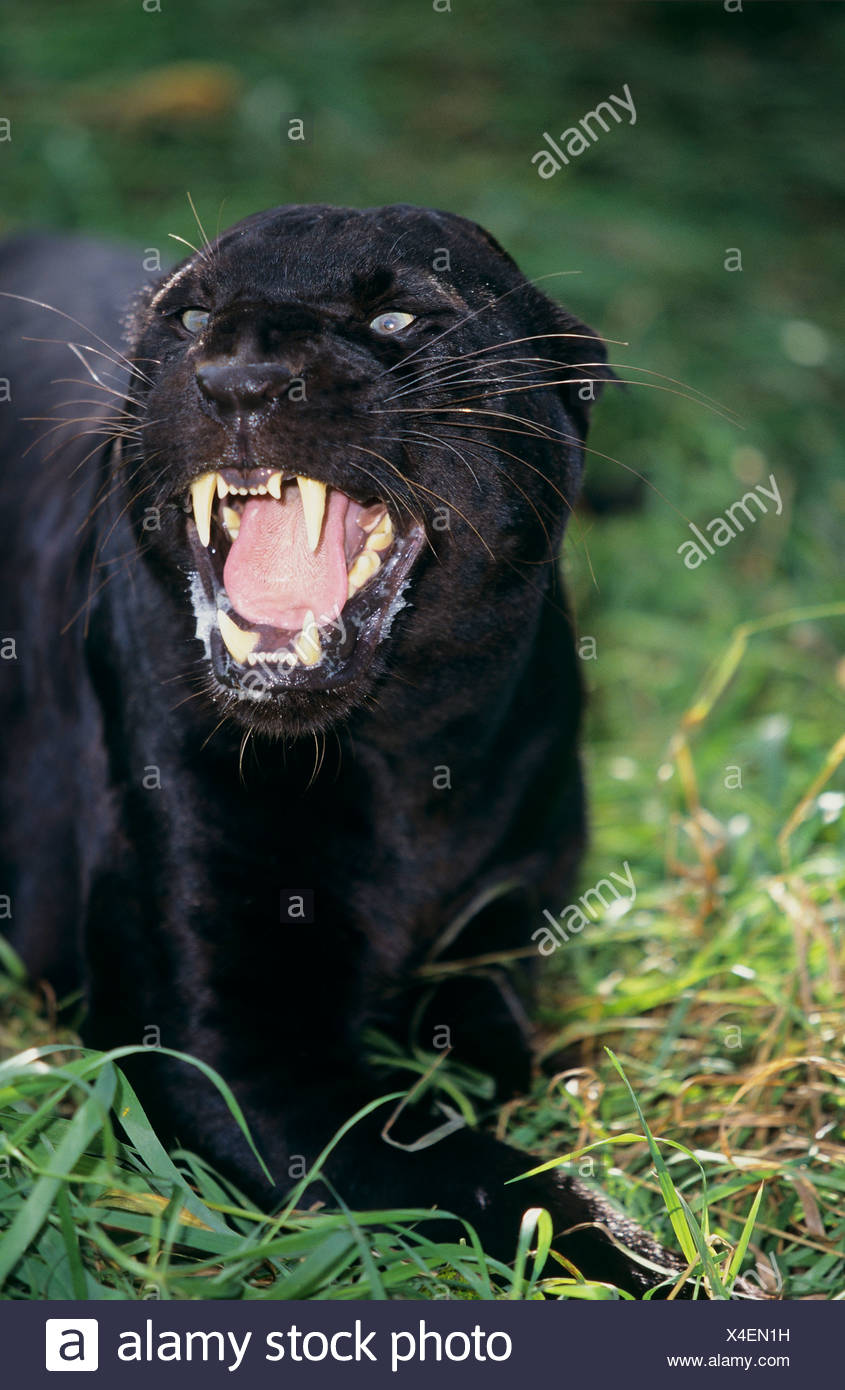 Black Panther Teeth Stock Photos & Black Panther Teeth Stock Images - Alamy