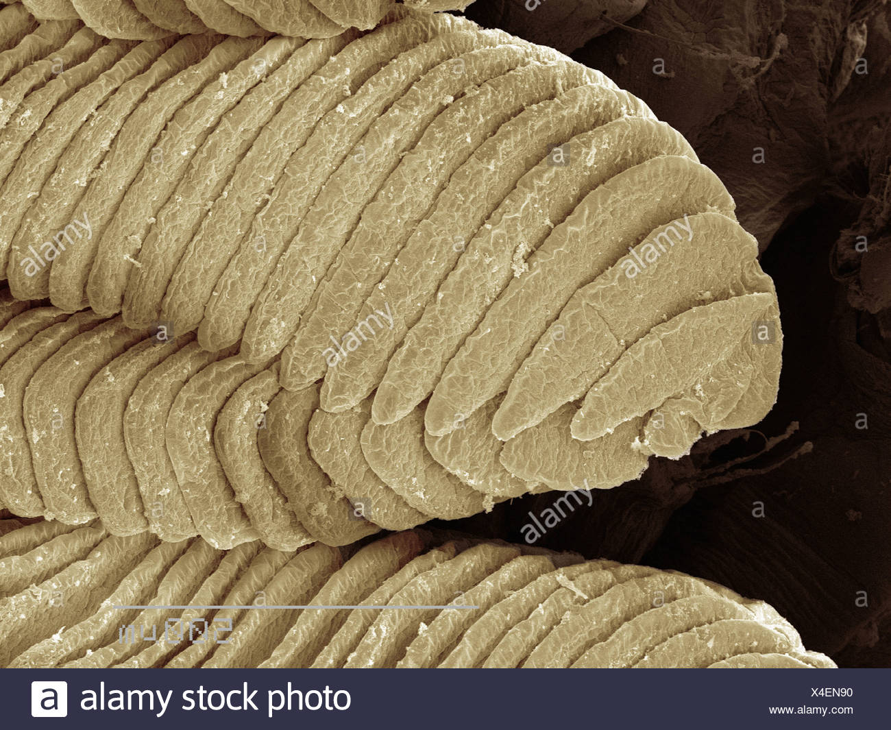 Gills Not Fish Stock Photos & Gills Not Fish Stock Images - Alamy