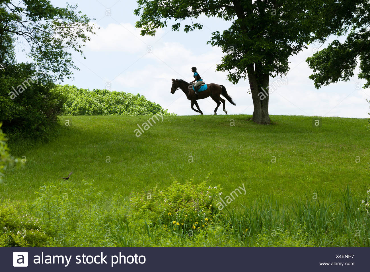 Young Female Horse Rider High Resolution Stock Photography and Images ...