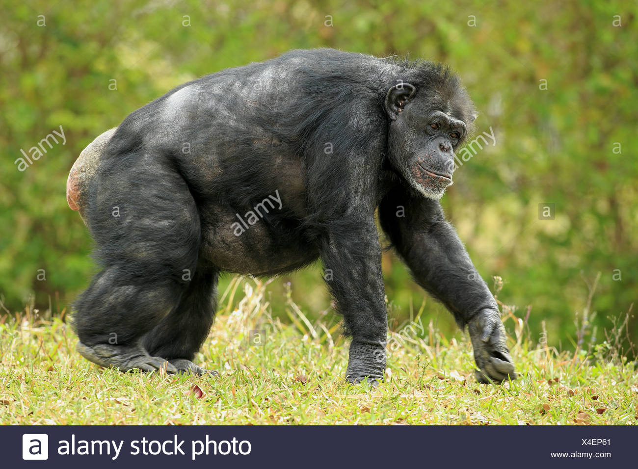 Knuckle Walking Stock Photos & Knuckle Walking Stock Images - Alamy
