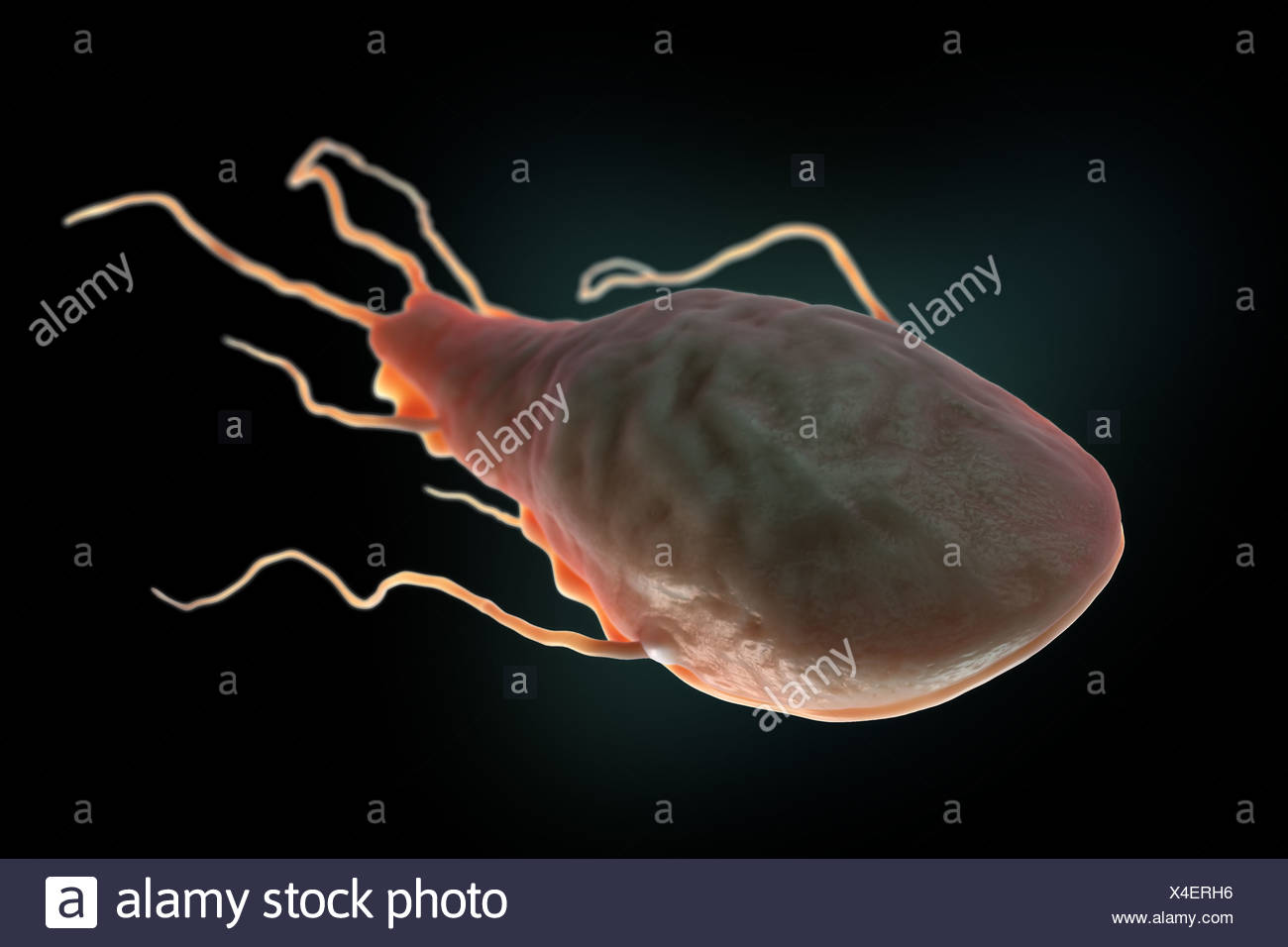 Giardia Lamblia High Resolution Stock Photography and Images - Alamy