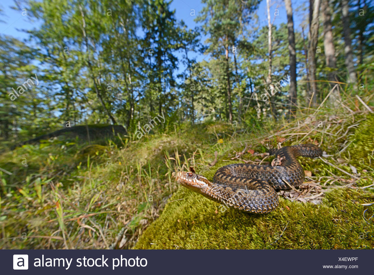 Scandinavian Snakes High Resolution Stock Photography and Images - Alamy
