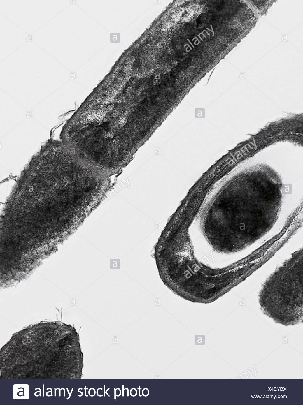 Tem Image High Resolution Stock Photography and Images - Alamy