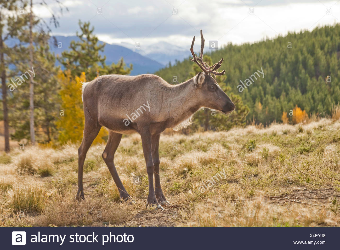 Female Caribou High Resolution Stock Photography and Images - Alamy