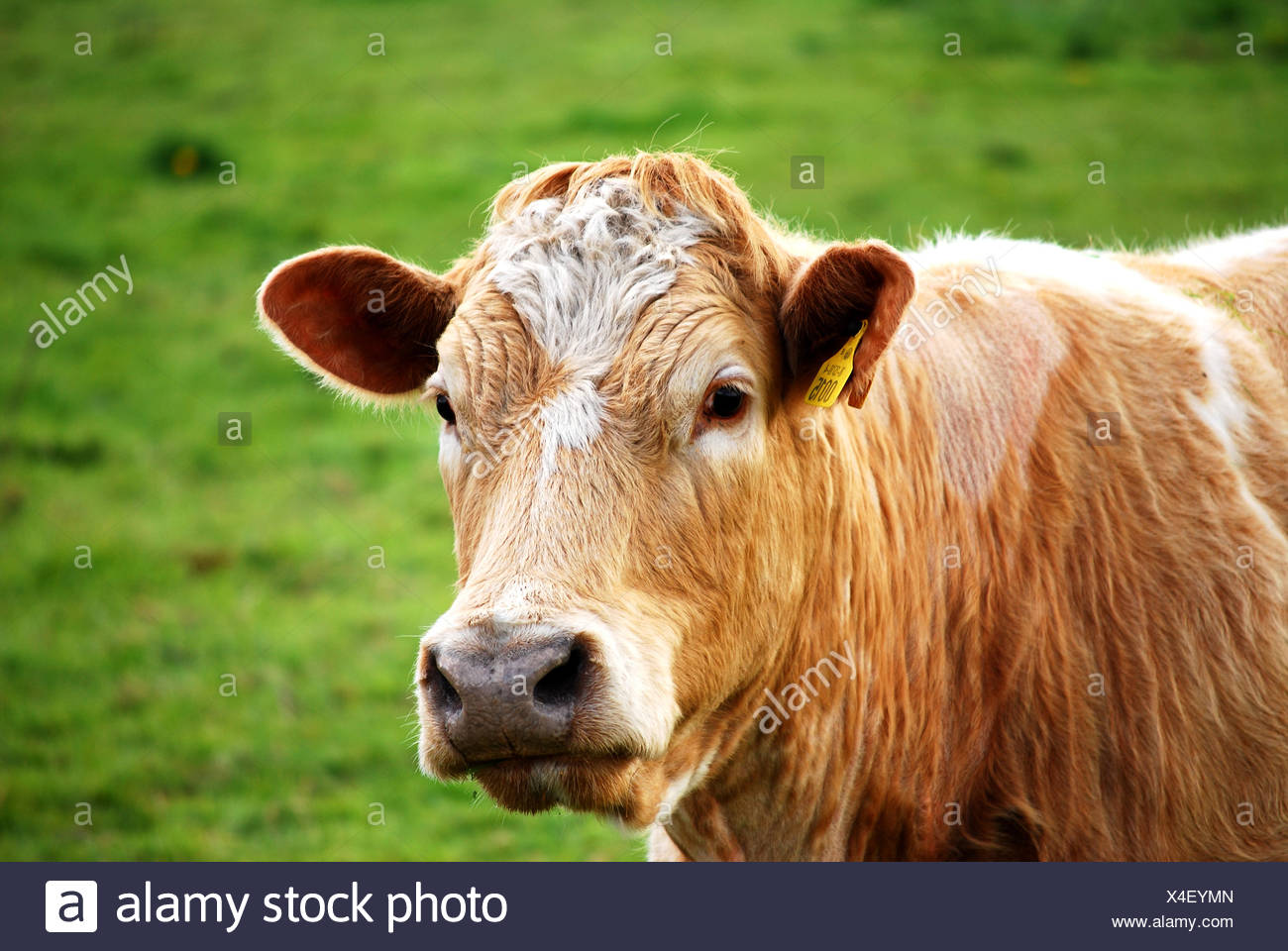 Irish Cow High Resolution Stock Photography and Images - Alamy
