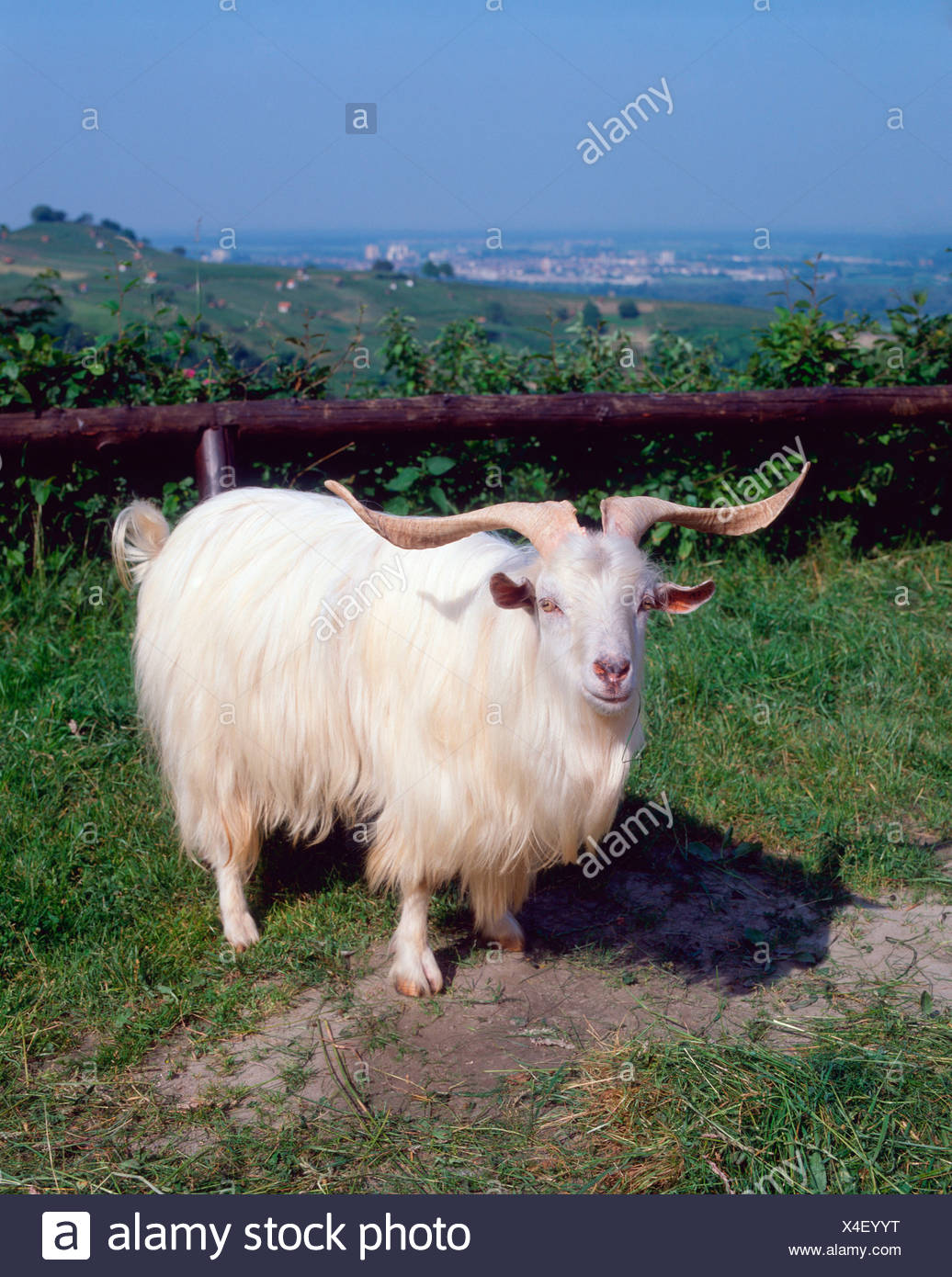 Kashmir Goat High Resolution Stock Photography and Images - Alamy