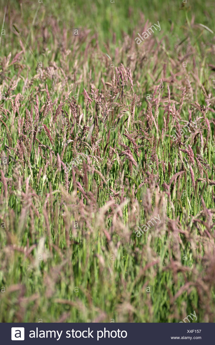 Red Fescue Grass High Resolution Stock Photography and Images - Alamy