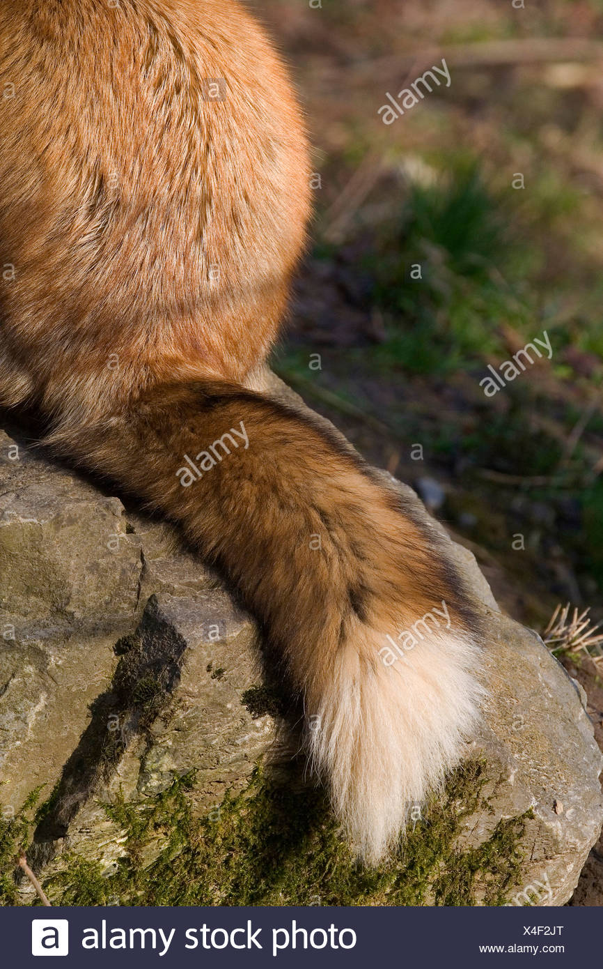 Fox Tails High Resolution Stock Photography and Images - Alamy