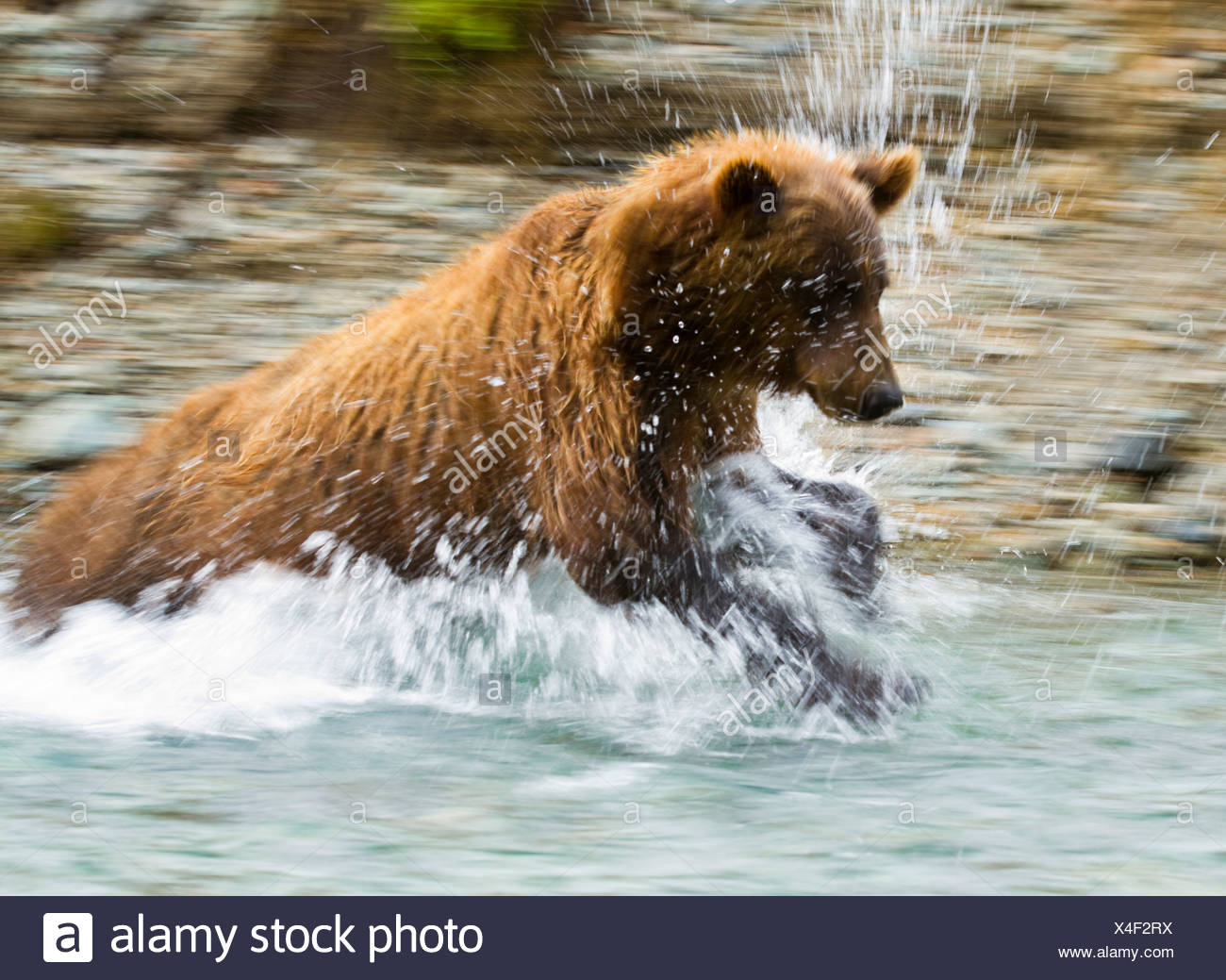 Running Bear Stock Photos & Running Bear Stock Images - Alamy
