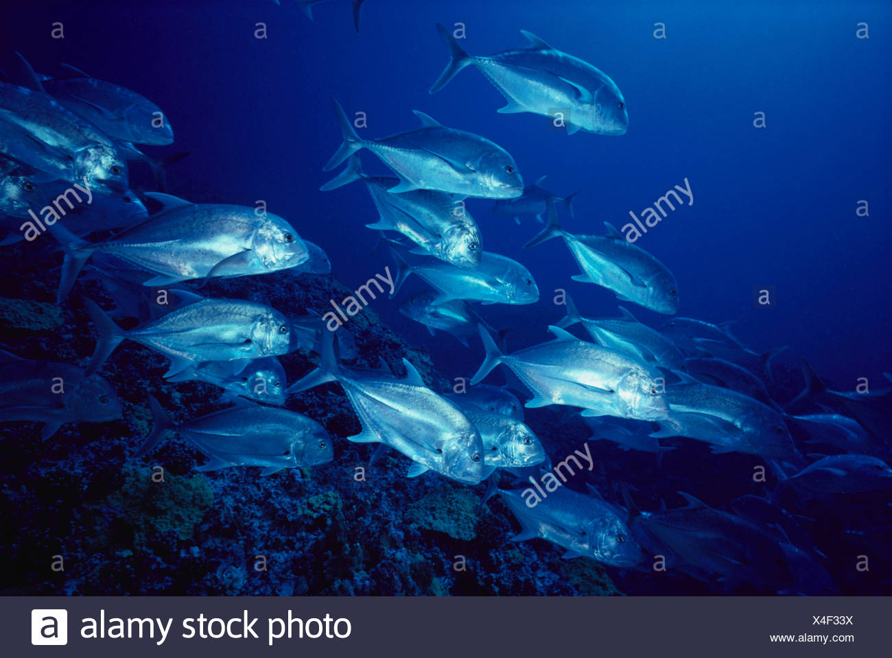 Hawaiian Reef Fish Stock Photos & Hawaiian Reef Fish Stock Images - Alamy