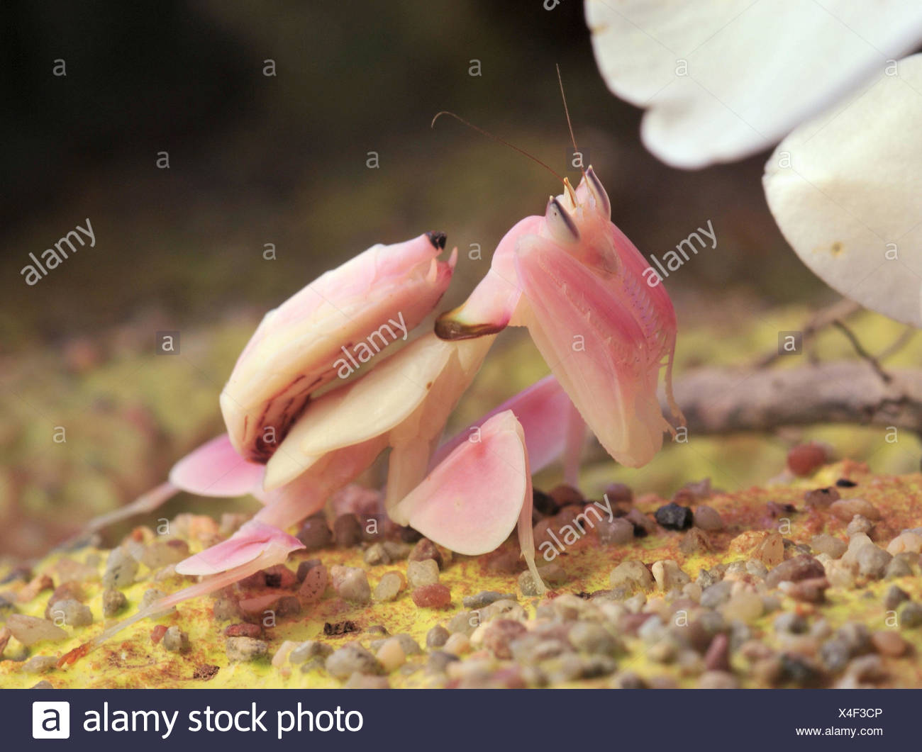 Orchid Mantis High Resolution Stock Photography and Images - Alamy
