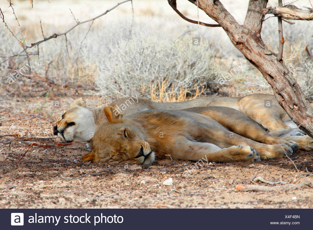 Lion Sleeping High Resolution Stock Photography and Images - Alamy