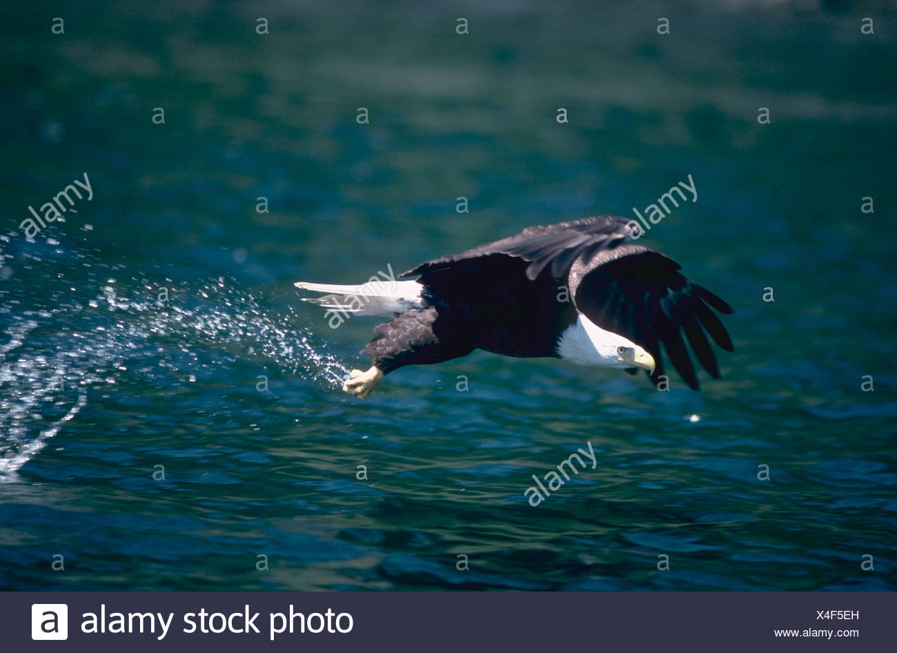 Bald Eagle Swooping High Resolution Stock Photography and Images - Alamy