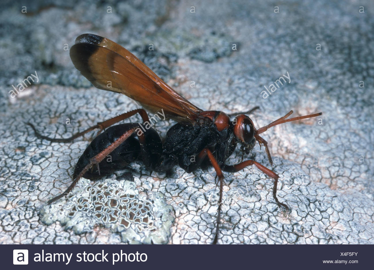 Hemipepsis High Resolution Stock Photography and Images - Alamy