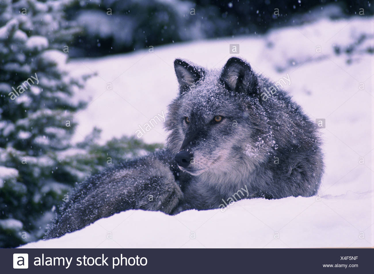 Wolf Curled Up High Resolution Stock Photography and Images - Alamy