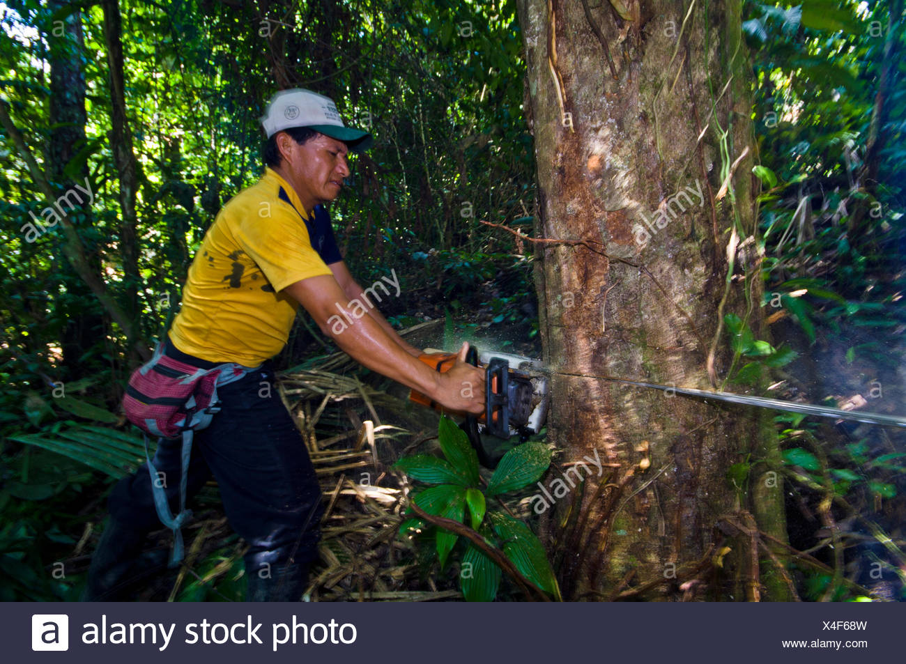 Conservation Work Rain Forest High Resolution Stock Photography and ...
