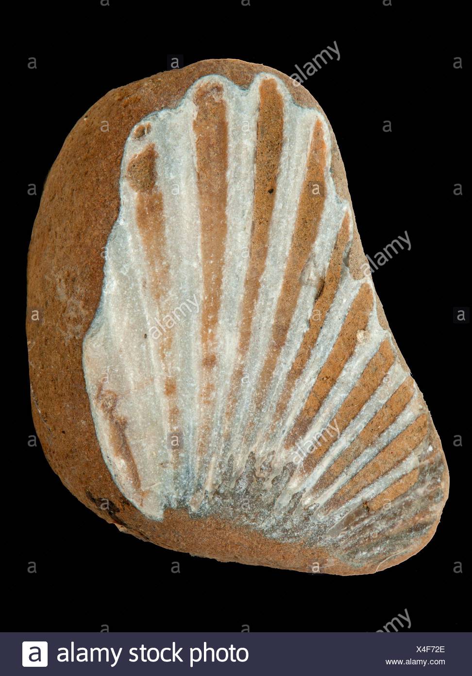 Bivalve Shell Fossil Shell High Resolution Stock Photography and Images ...