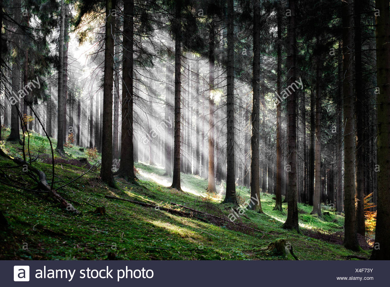 Thuringian Forests High Resolution Stock Photography and Images - Alamy