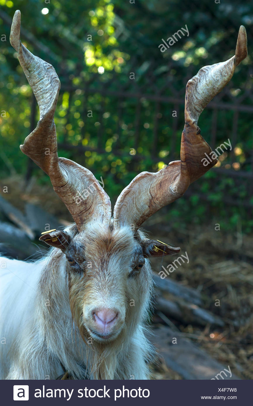 Unusual Goat Breeds High Resolution Stock Photography and Images - Alamy