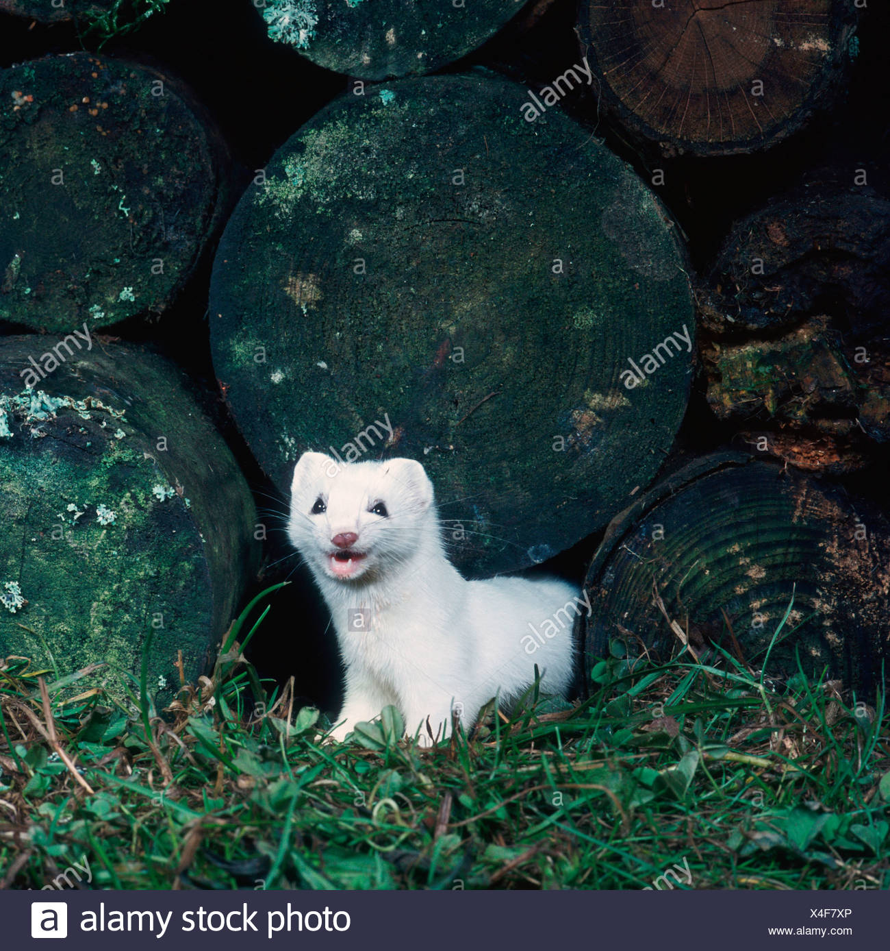 Ermine White High Resolution Stock Photography and Images - Alamy