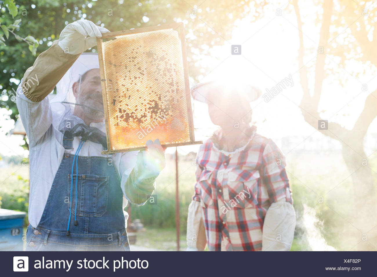 Mature Honey Bee High Resolution Stock Photography and Images - Alamy