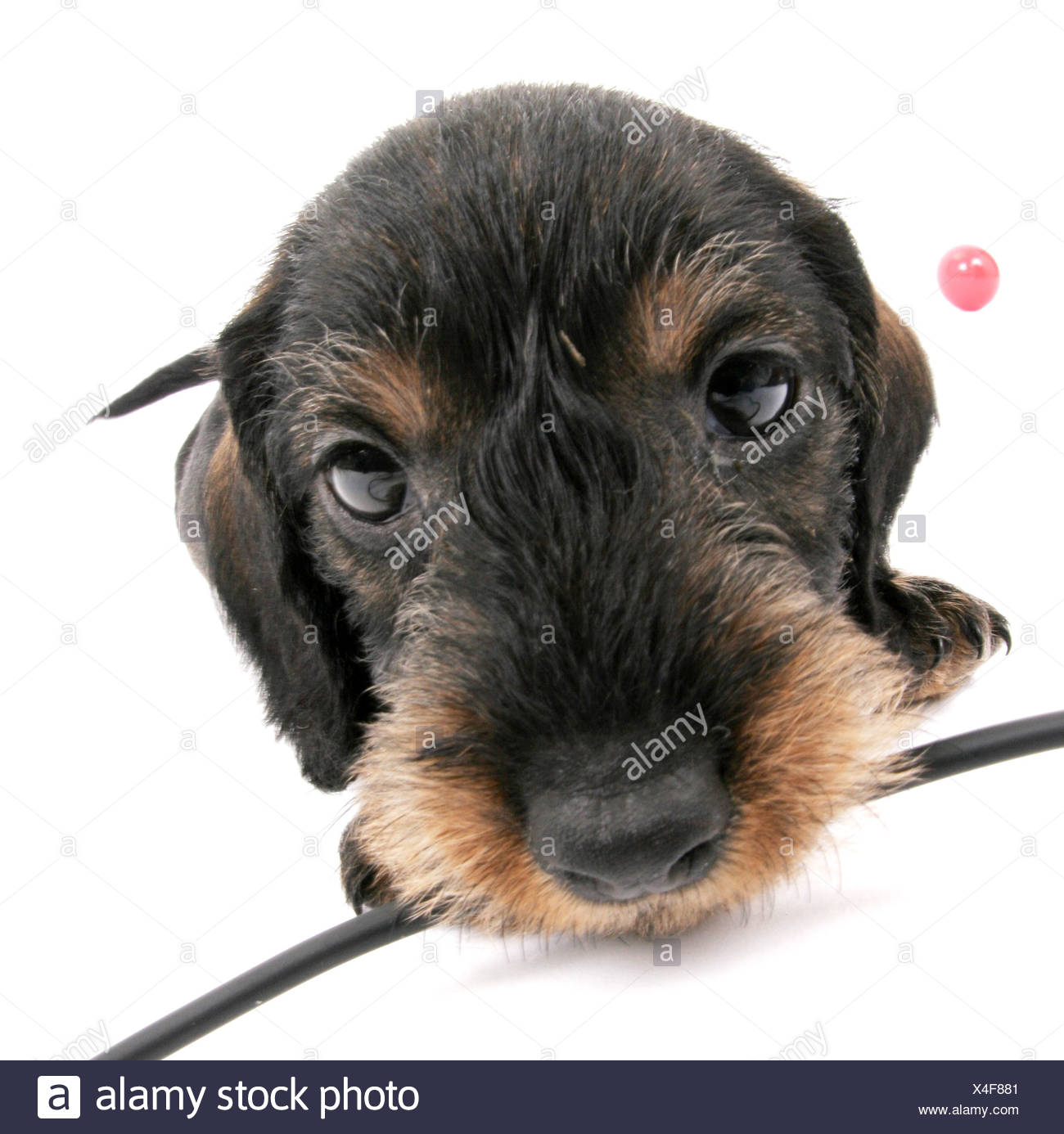 Distorted Dog Head High Resolution Stock Photography and Images - Alamy