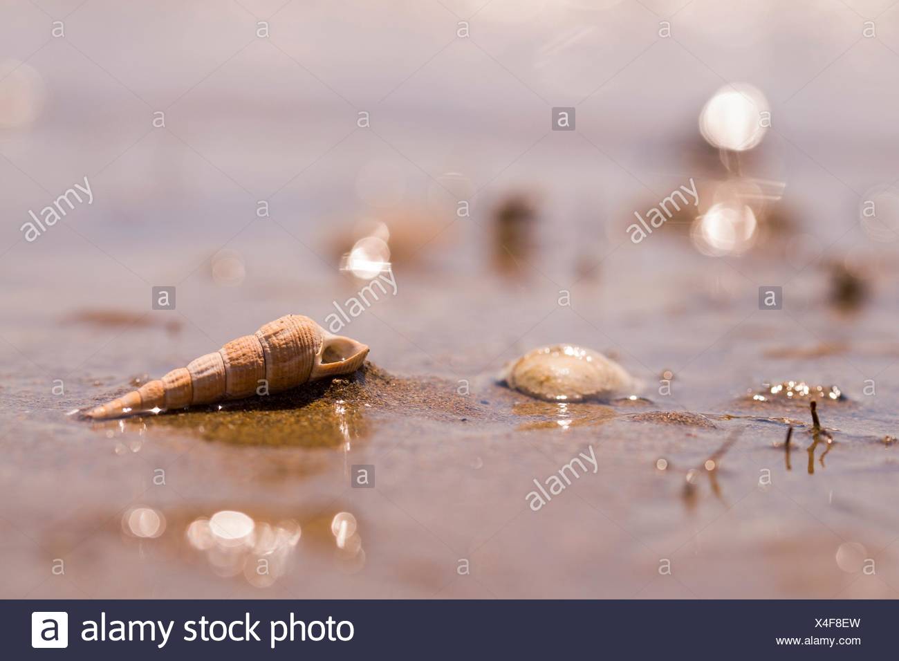 Turritellidae Shell High Resolution Stock Photography and Images - Alamy