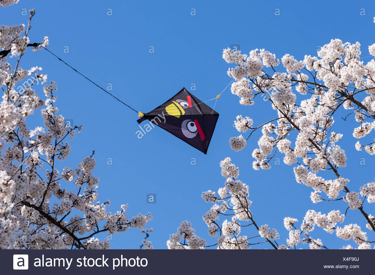 Kite Stuck In Tree High Resolution Stock Photography and Images - Alamy