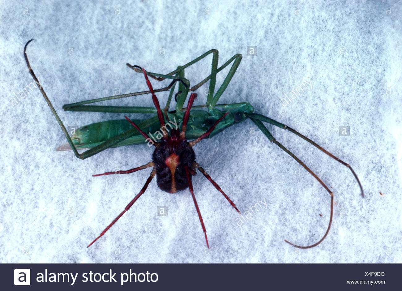 Predatory Mites High Resolution Stock Photography and Images - Alamy