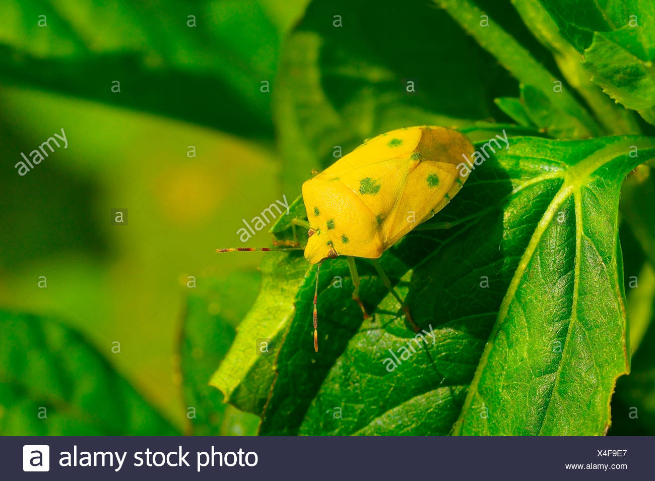 Orange Shield Bug High Resolution Stock Photography and Images - Alamy