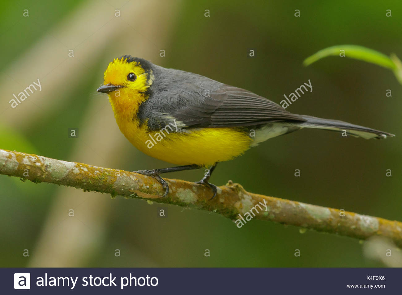 Myioborus High Resolution Stock Photography and Images - Alamy