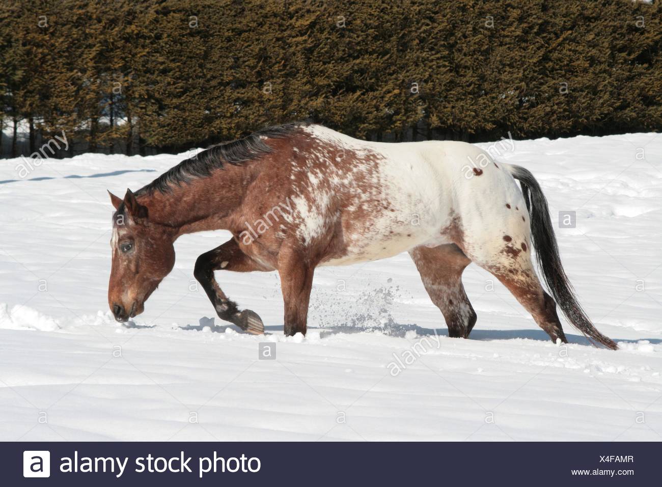 Appaloosa Horse Winter High Resolution Stock Photography and Images - Alamy